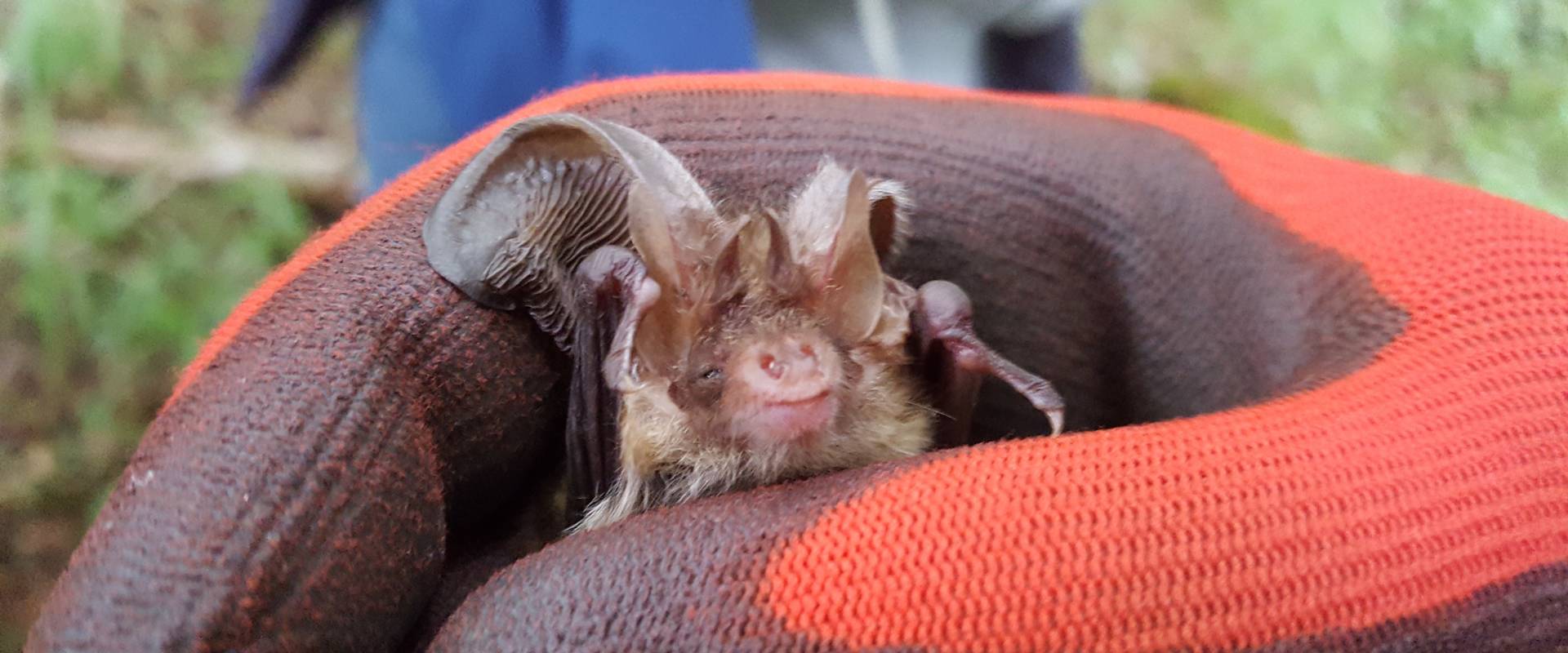Bats – Ben Jones Ecology